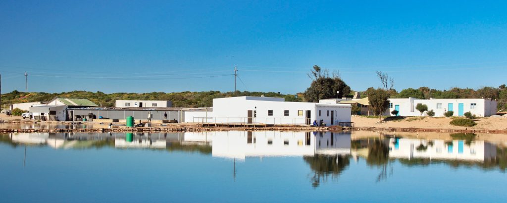 Paternoster Oyster Company | Paternoster Oyster Co. (Pty) Ltd